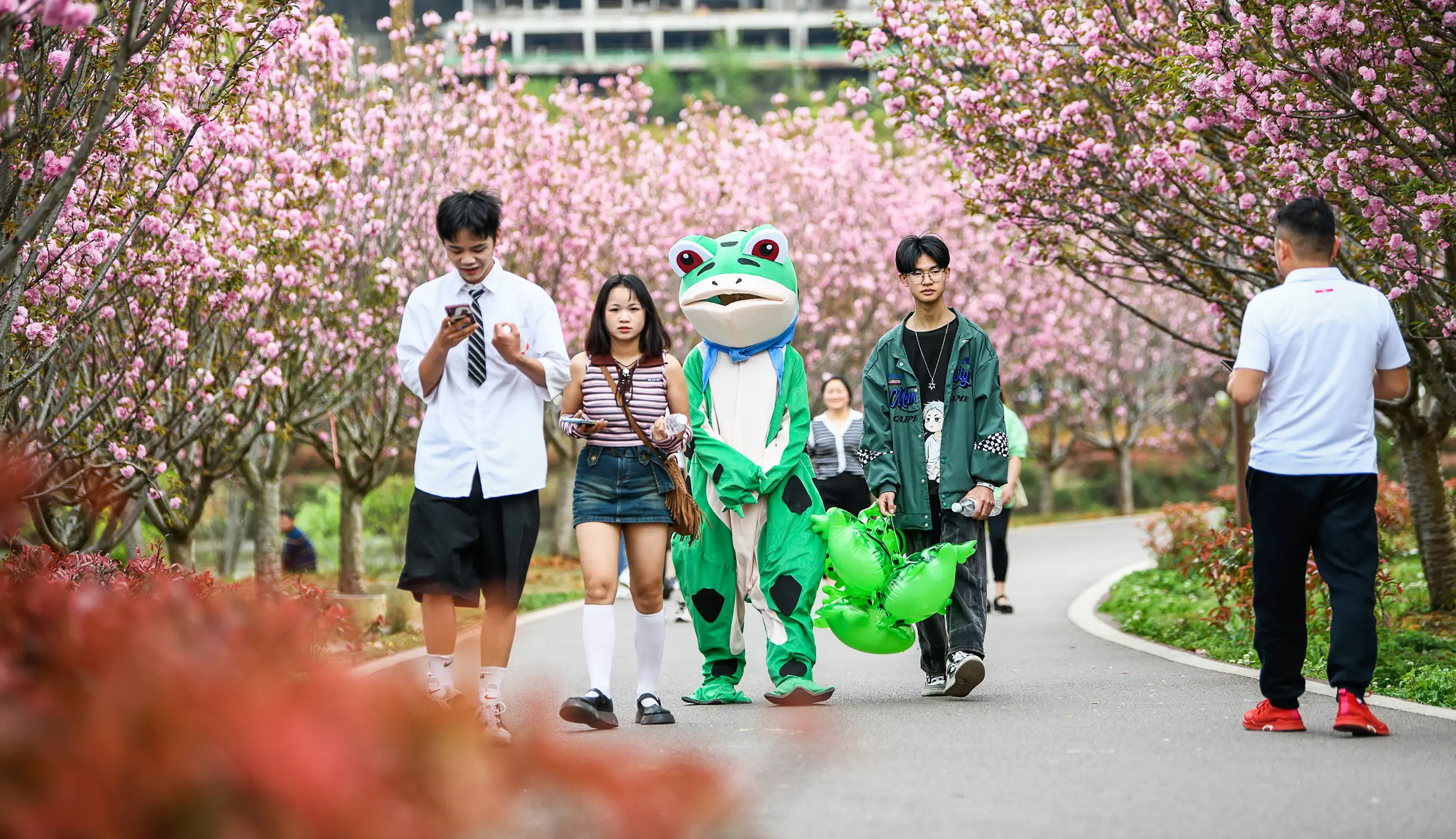 Menikmati Keindahan Warna-warni Bunga Sakura Bermekaran di China - Foto ...