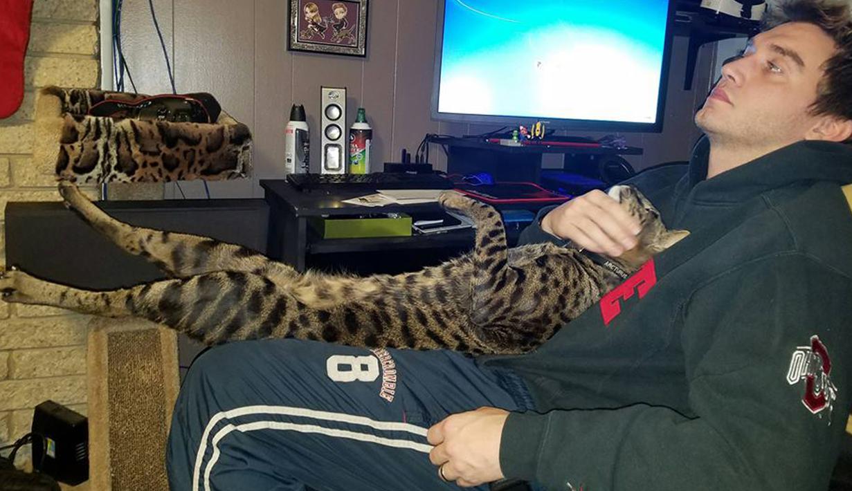 PHOTO: Kenalkan, Arcturus Si Kucing Tertinggi Sedunia Asal Michigan - Foto Liputan6.com