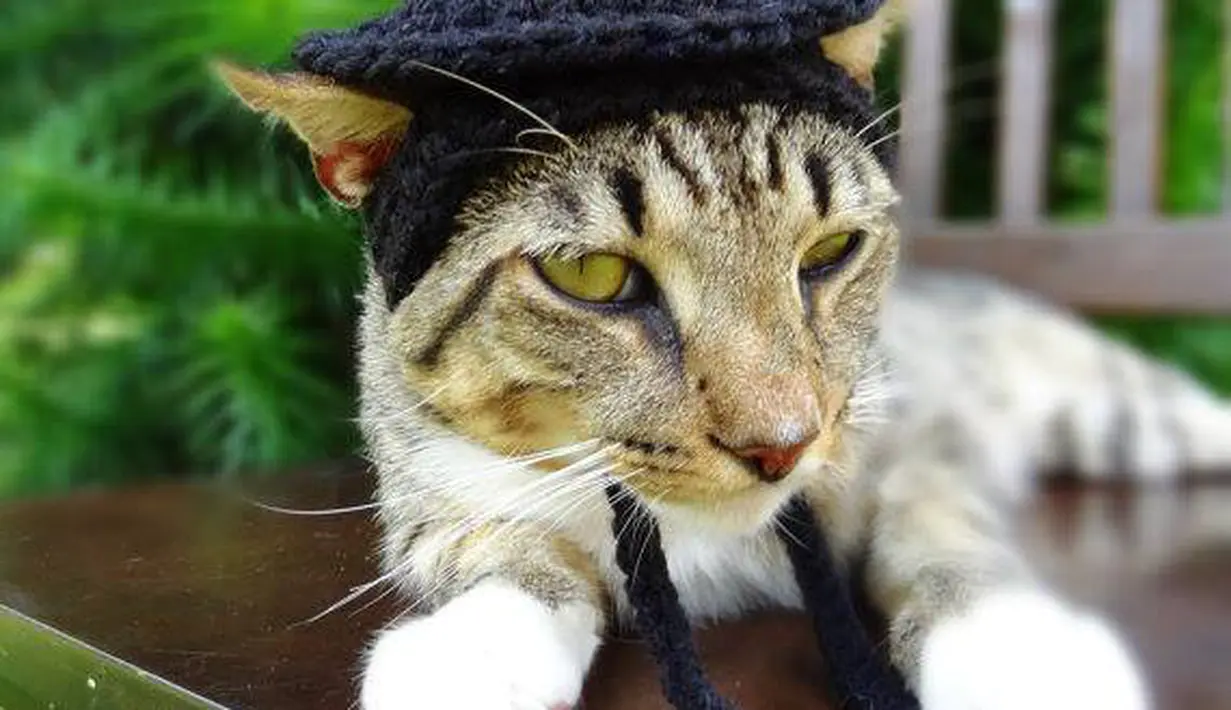 Topi Cute Bikin Kucing Makin Fashionable Dan Menggemaskan - Photo ...