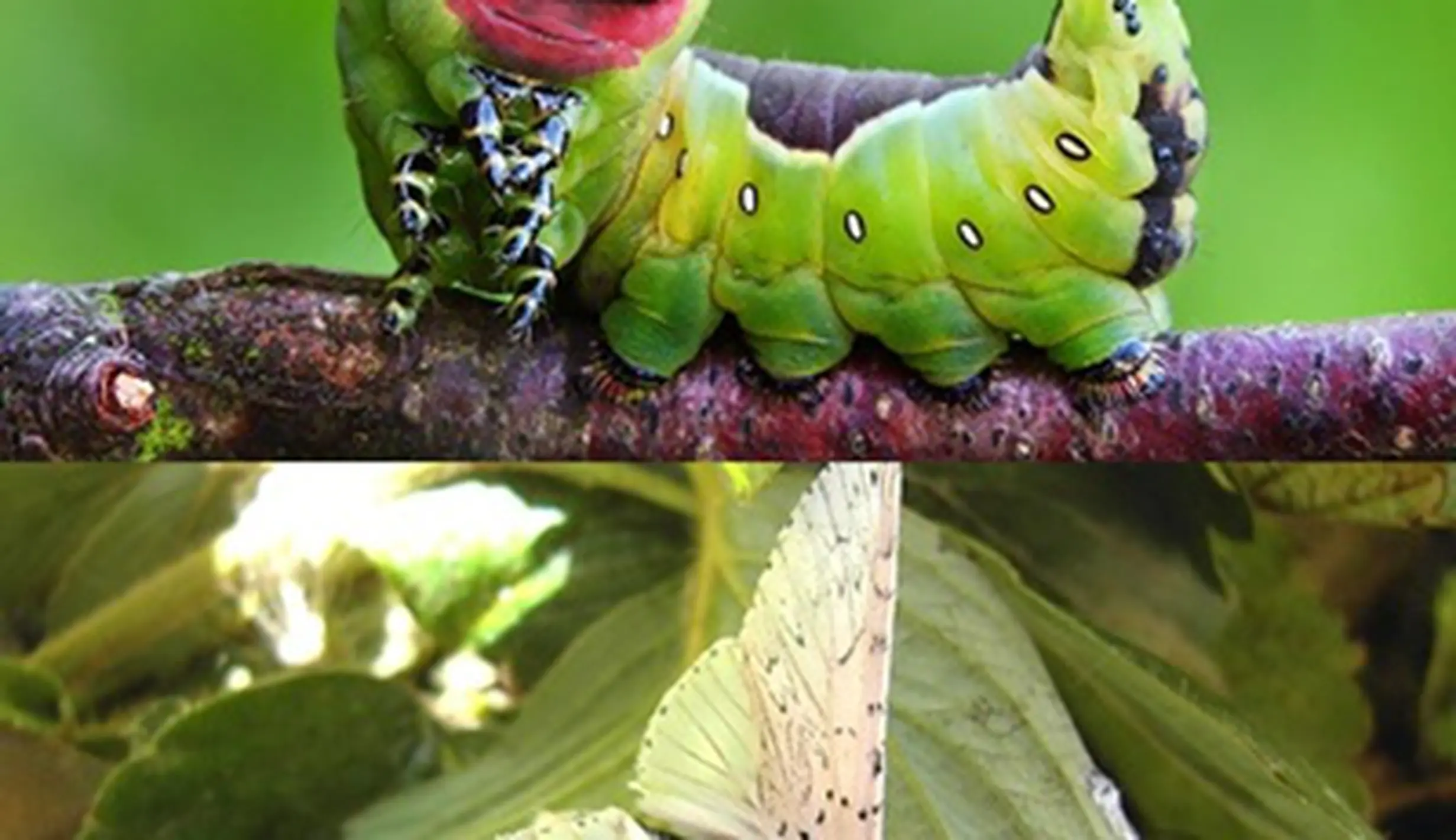 Sebelum Jadi Kupu-Kupu: Lihat Betapa Cantiknya Ulat Ini - Photo Fimela.com