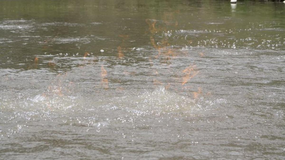 Misteri Gelembung yang Hasilkan Lidah Api