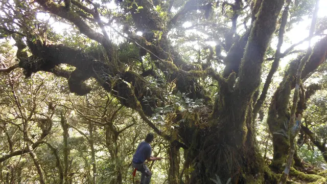 6 Fakta Menarik Gunung Tondong Karambu di Sulawesi, Dianggap Mistis ...