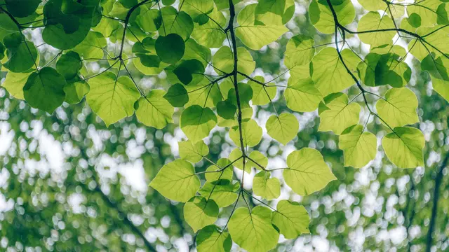 Macam-Macam Daun Menurut Struktur Tulangnya, Ketahui Bagiannya - Hot ...