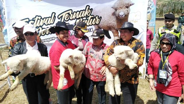 Berani Kurban Domba Seharga Rp 23 Juta? Segini Bobotnya - Regional ...