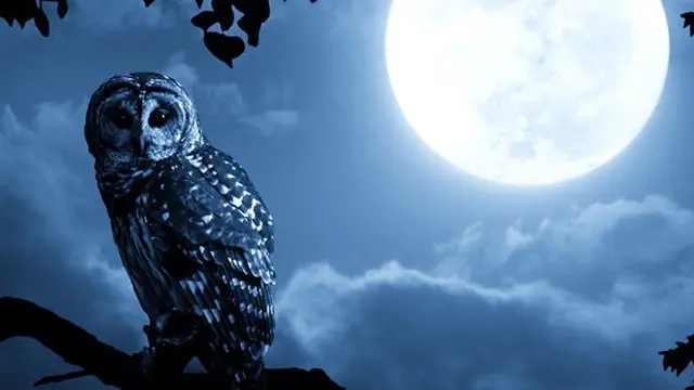 Cek Kepribadian, Ini Kata Burung Bulan Kelahiran Anda - Citizen6 ...