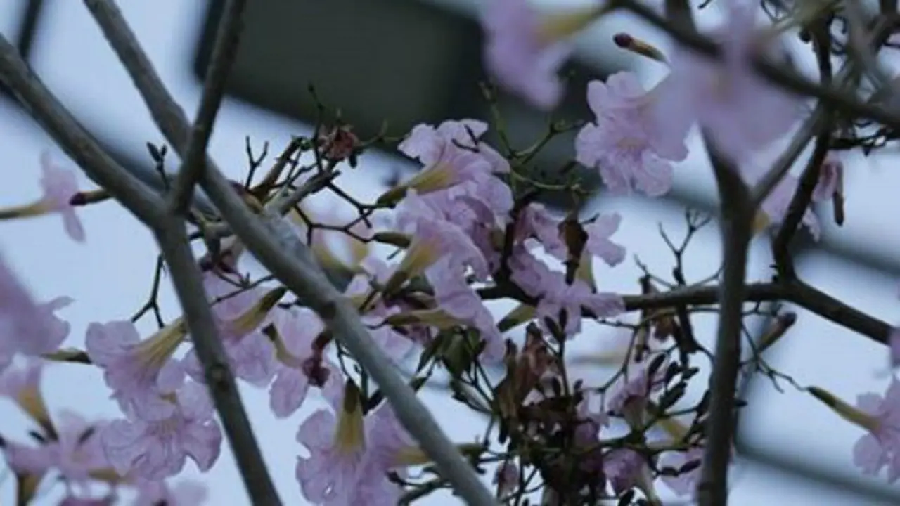 Melihat Potret Cantiknya Bunga Tabebuya yang Mekar di Surabaya ...