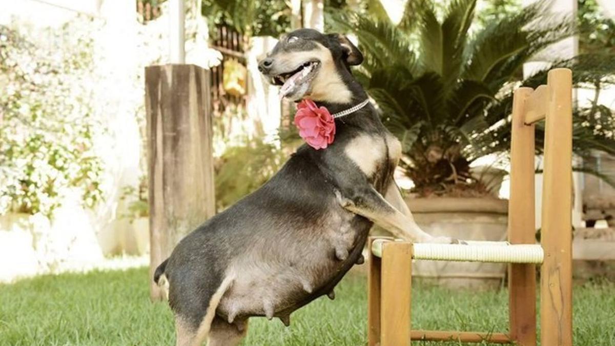 Gemas! Anjing Hamil Ini Berpose Layaknya Model