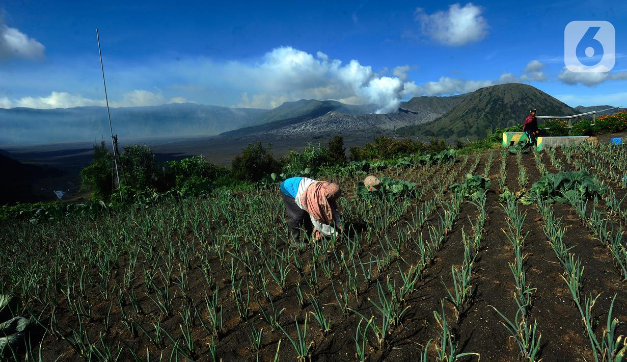 Tak Hanya Indah, Gunung Bromo Suburkan Lahan Pertanian di Sekitarnya ...