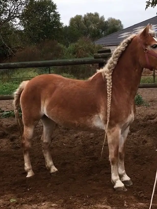 Punya Rambut Indah bak Rapunzel, Kuda Ini Banjir Pengikut di Instagram ...