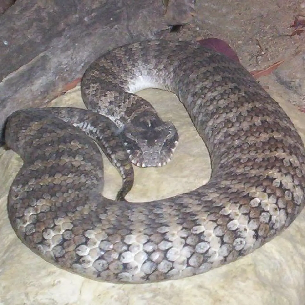 10 Jenis Ular Paling Berbisa, Salah Satunya Banyak Ditemui di Indonesia ...