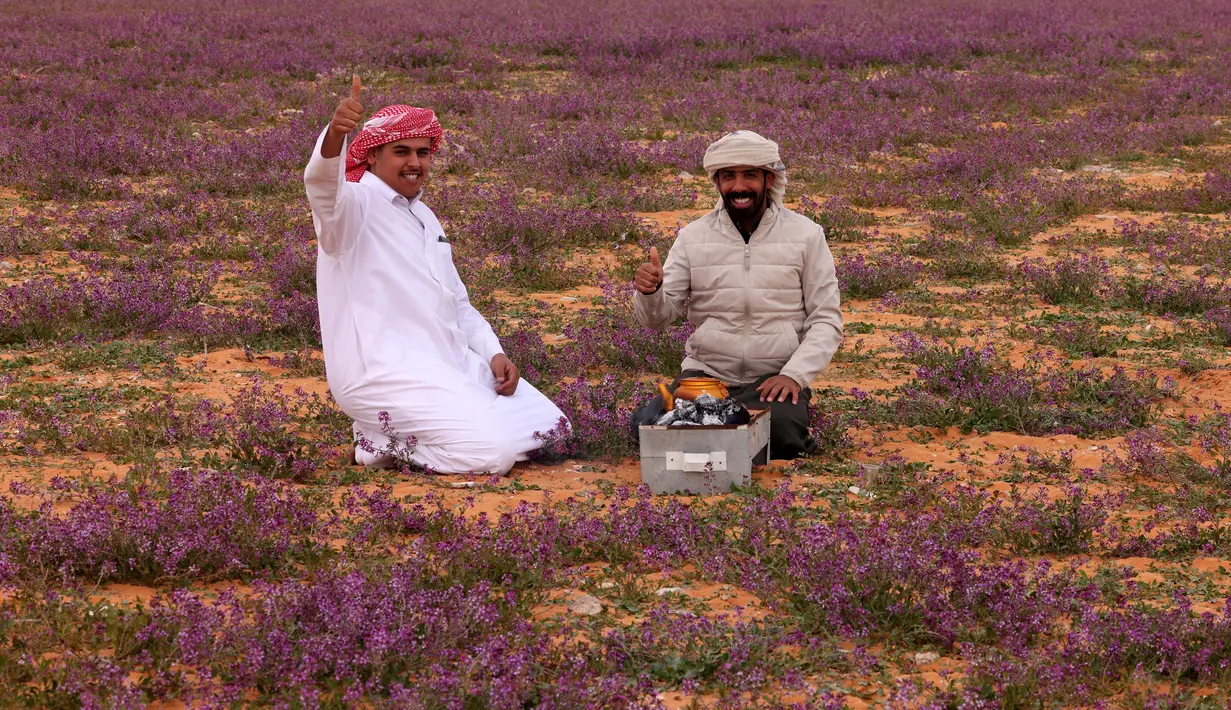 Arab Saudi Geger, Gurun Pasir Berubah Jadi Padang Bunga Lavender - Foto ...