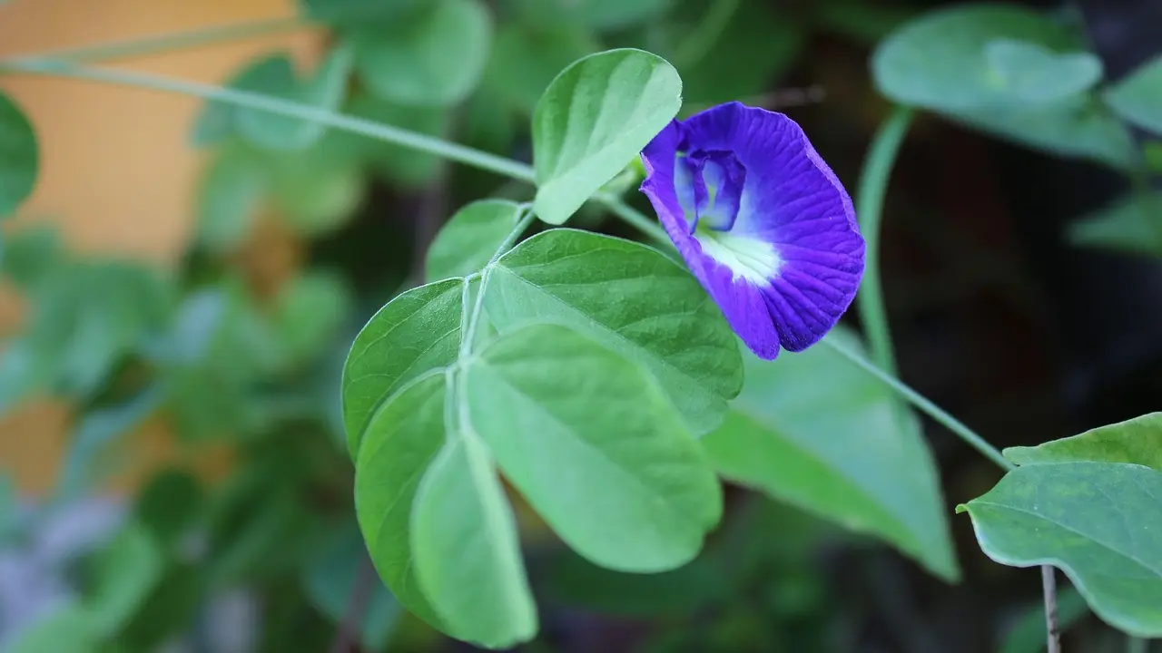 7 Resep Olahan Bunga Telang, Tidak Hanya Jadi Minuman - Hot Liputan6.com