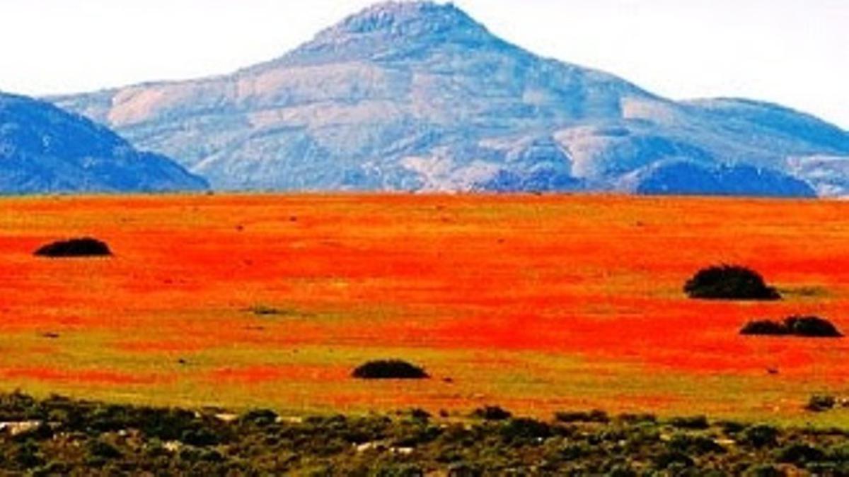 Namaqualand Padang Bunga Terindah di Gurun Pasir Afrika - Citizen6 ...