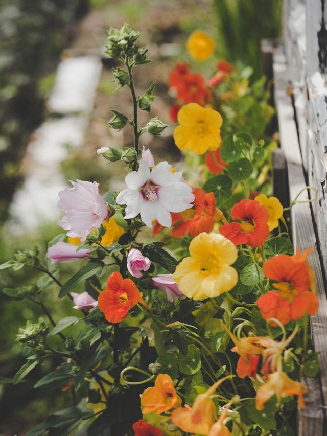 7 Jenis Bunga Cantik yang Bisa Dimakan - Lifestyle Liputan6.com