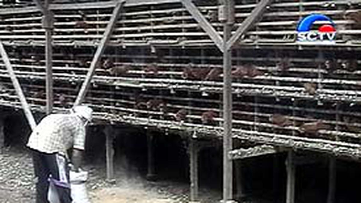 Banyak Peternak Ayam di Jateng Gulung Tikar - News Liputan6.com