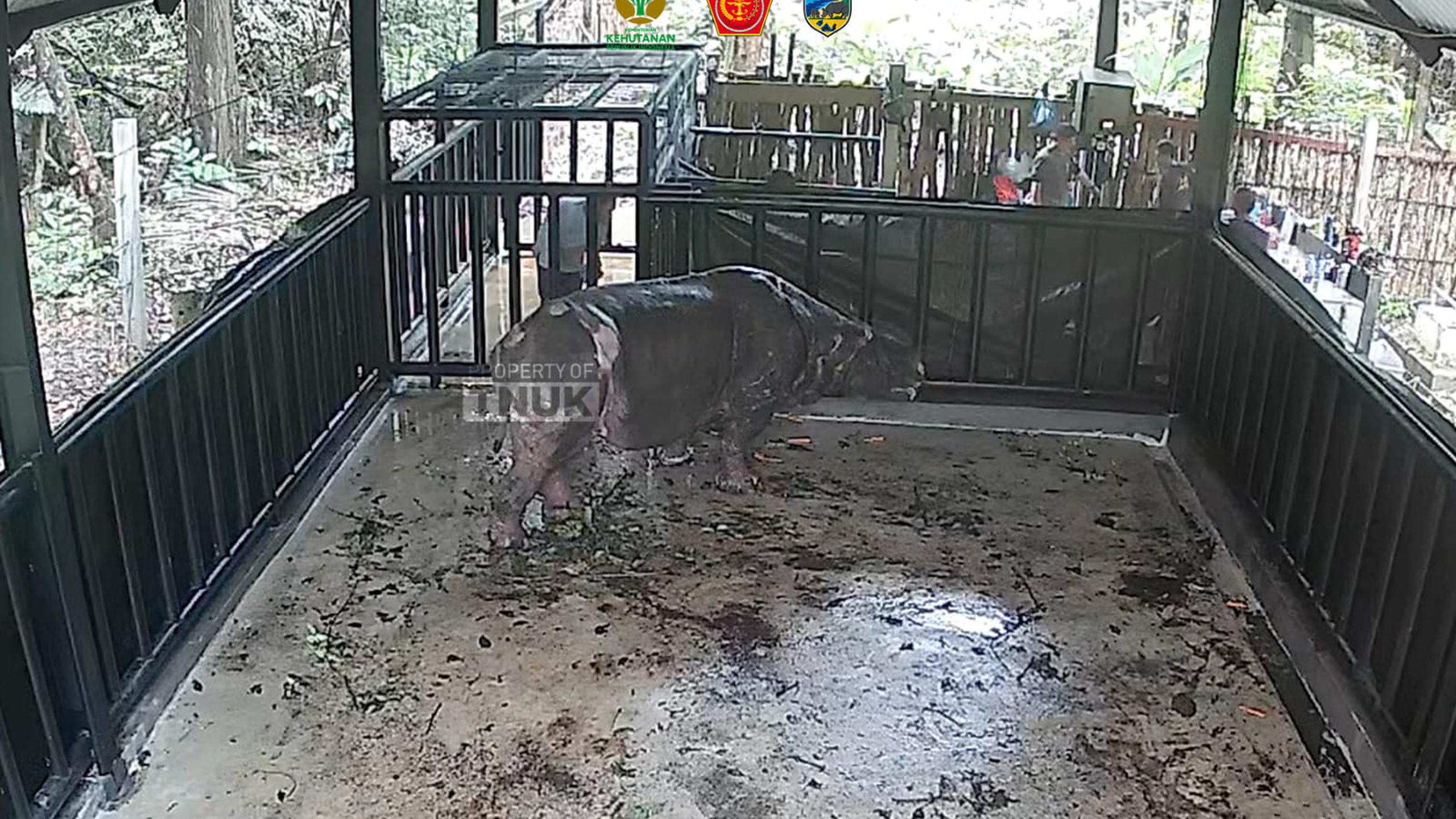 Kematian Badak Jawa Menyisakan Teka-teki