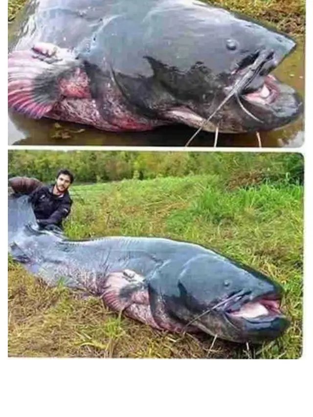 6 Rezeki Tak Terduga Dapat Ikan Lele Jumbo Saat Mancing, Bikin Melongo ...