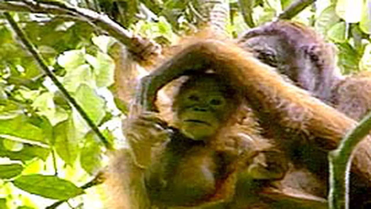 Kelestarian Orangutan di Kalimantan Terancam Punah - News Liputan6.com