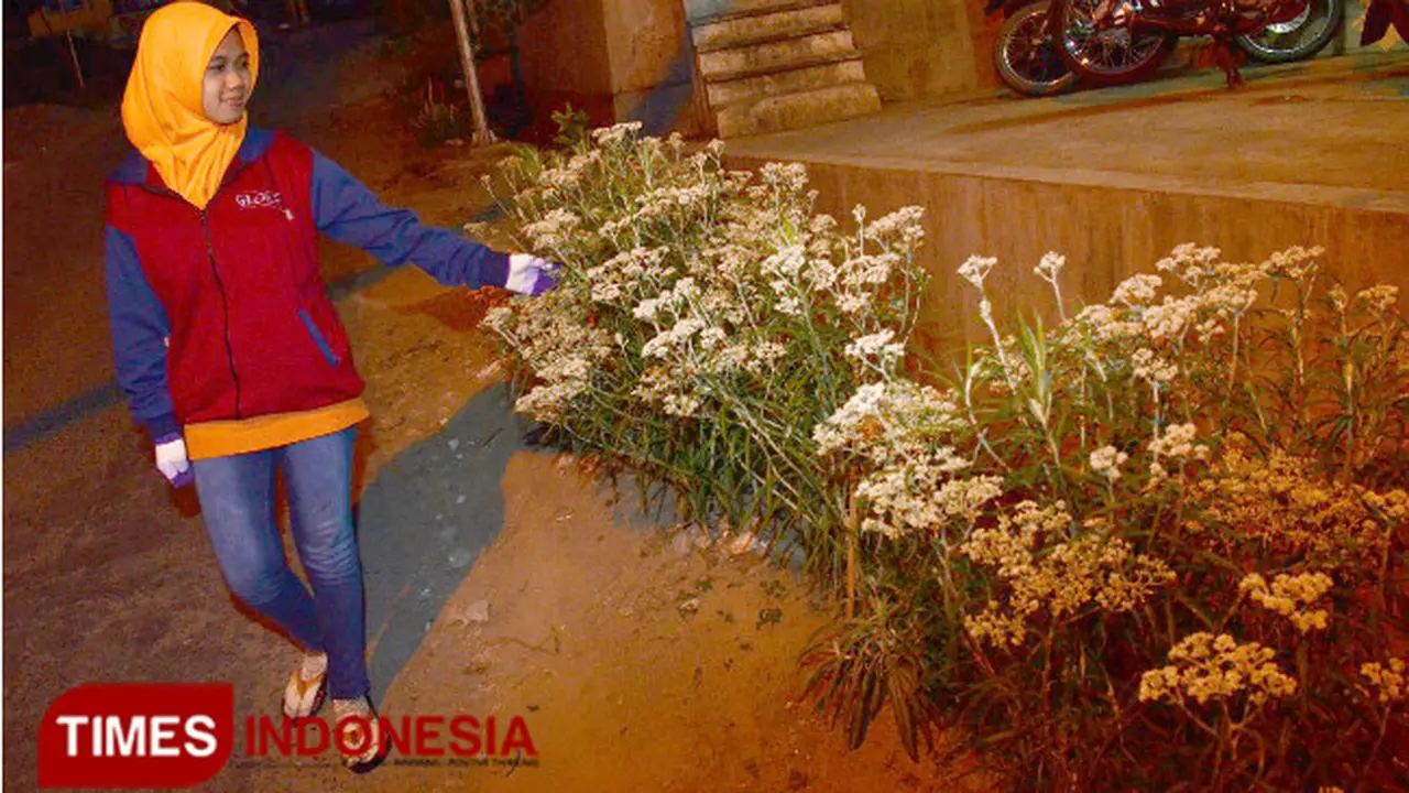 Jejak-Jejak Bunga Keabadian Edelweis di Gunung Bromo - Regional ...