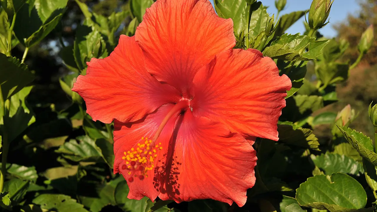 Macam-Macam Bunga hias dan Namanya, Mudah Ditanam di Pekarangan - Hot ...