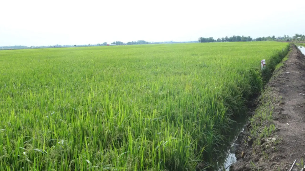 Jaga Produksi Beras, Menteri Pertanian Siap Sulap Rawa Jadi Sawah ...