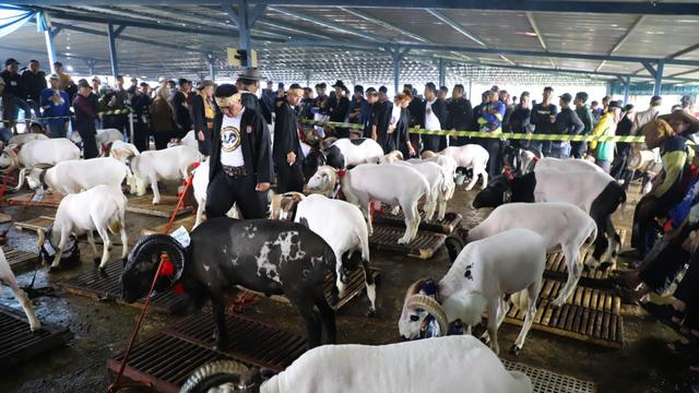 Mengenal Seni Kontes 'Pamidangan', Ajang Pencarian Domba Seharga ...