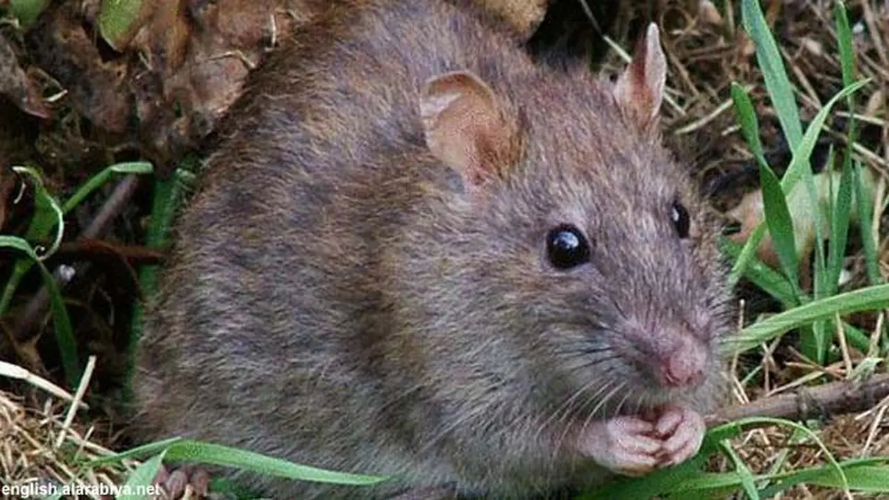 Bayi Tewas Dimakan Tikus Raksasa - Global Liputan6.com