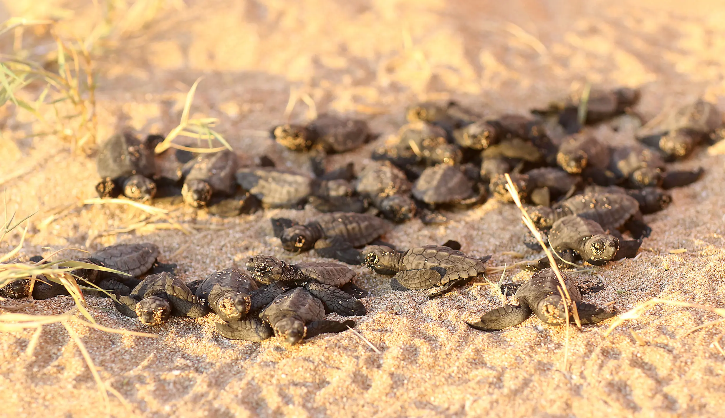 FOTO: Menyaksikan Pelepasliaran Bayi Penyu Langka di Pantai Lebanon ...