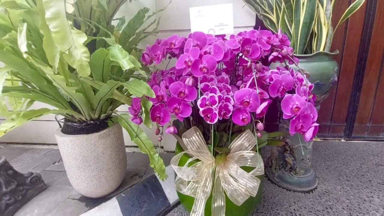 Jokowi Ulang Tahun, Prabowo Kirim Bunga Anggrek Bulan Ungu ke Solo ...