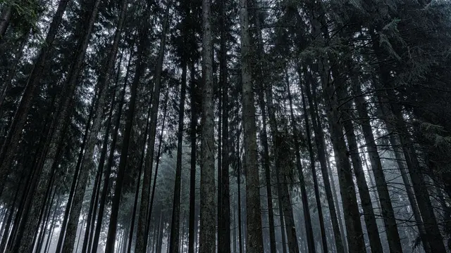 7 Wisata Hutan Pinus di Jawa Timur yang Kekinian, Segar Khas Pegunungan ...