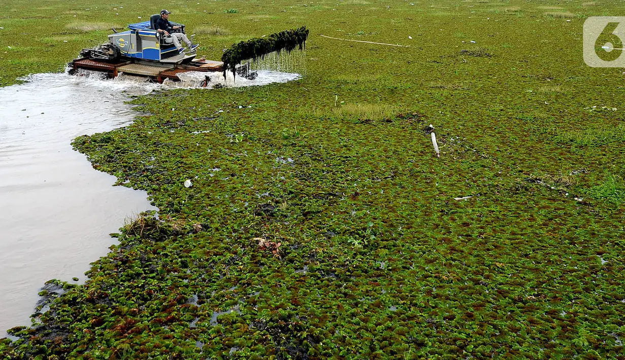 FOTO: Setu Sawangan Tertutup Tumbuhan Air - Foto Liputan6.com