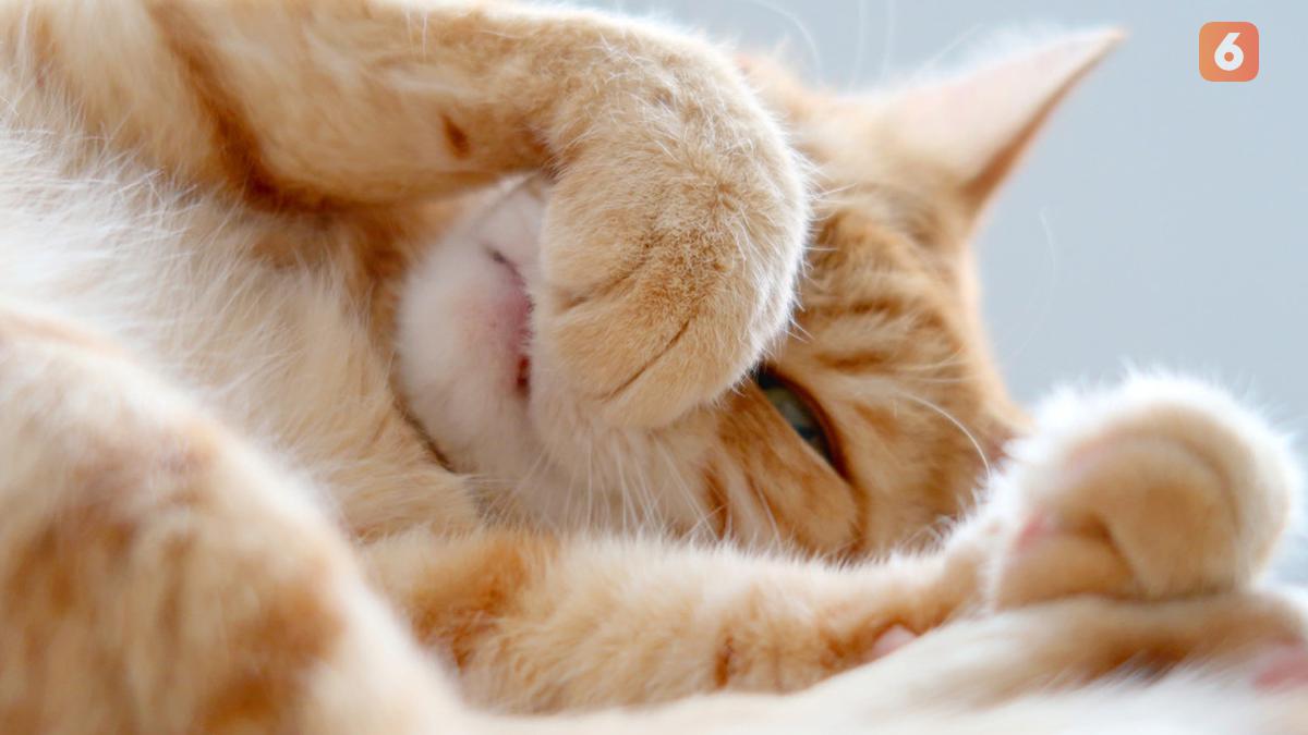 Peduli Kucing Kesayangan, Ketahui 10 Bau yang Paling Mereka Benci