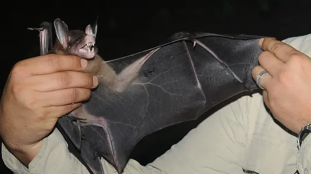 10 Kelelawar Berukuran Besar yang Menarik Diketahui, Tersebar di ...