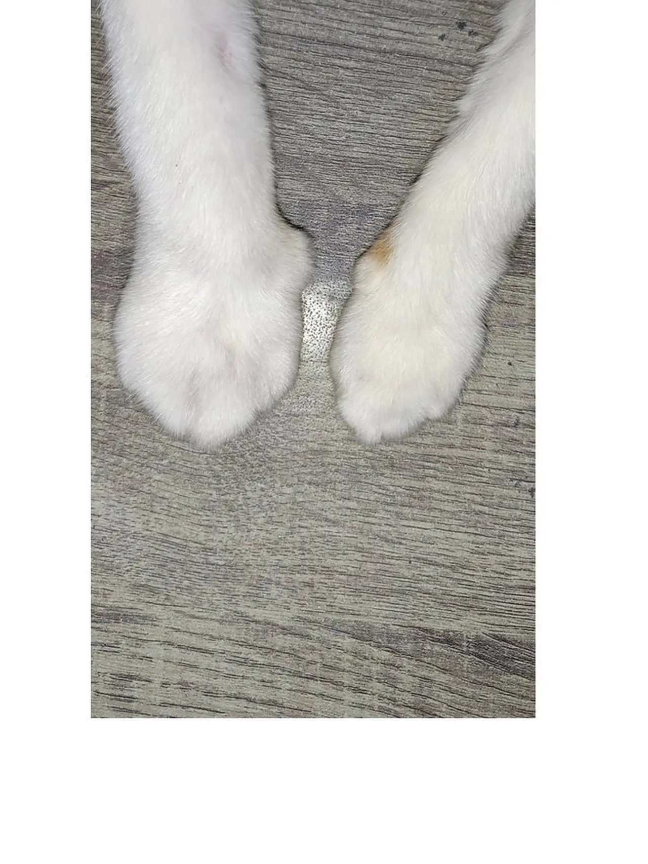 6 Potret Kaki Kucing Usai Disengat Lebah Ini Bikin Kaget - Hot Liputan6.com