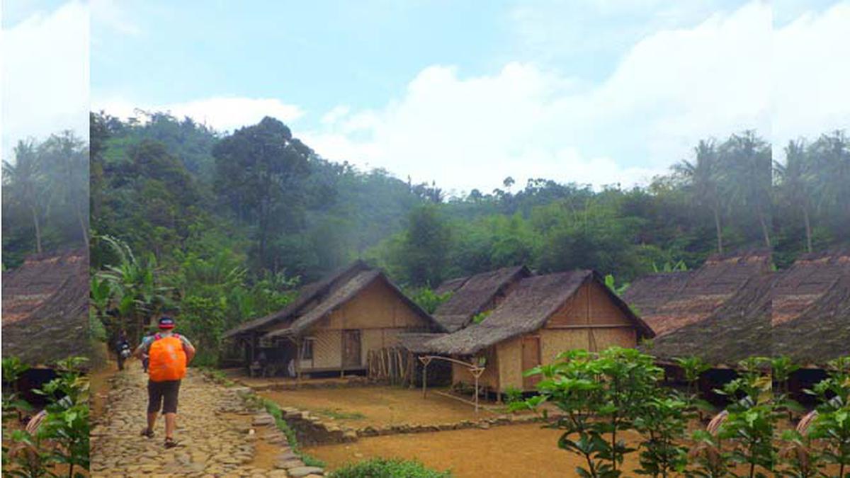 Padi Huma, Rahasia Ketahanan Pangan Suku Baduy - Regional Liputan6.com