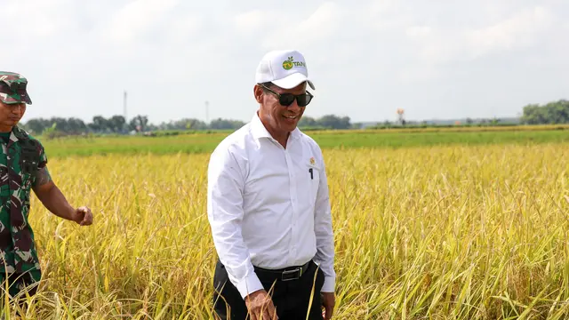 Mentan Amran Dorong Pengembangan VUB Padi IPB 9G, Varietas Unggul yang ...