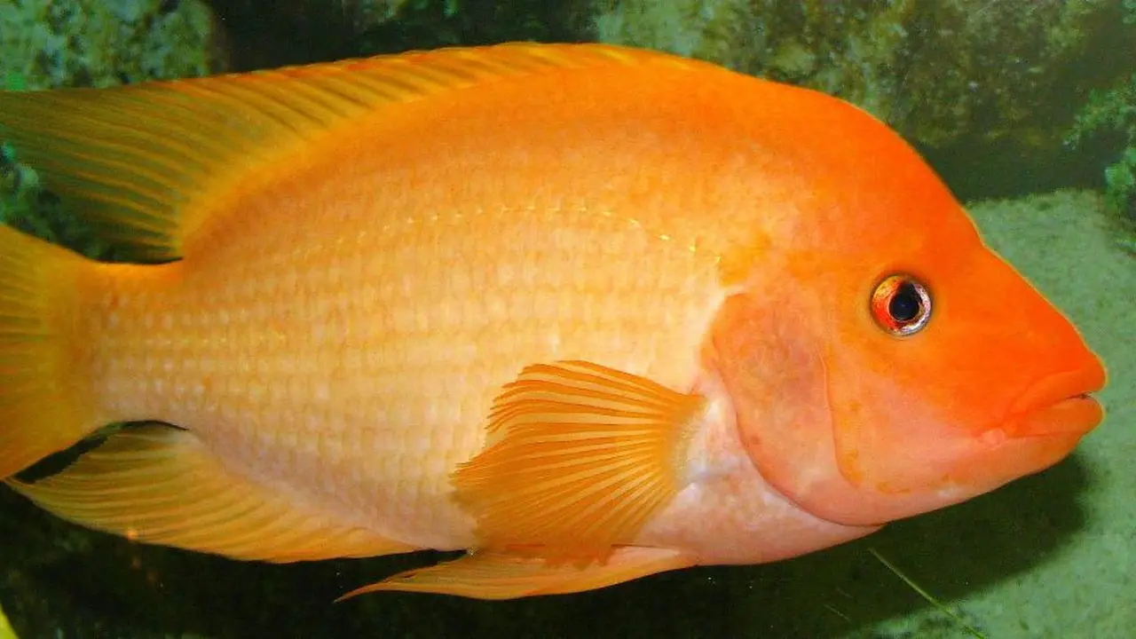 Jadi Ancaman di Danau Toba, Ikan Red Devil Justru Berkah di Waduk Sermo ...
