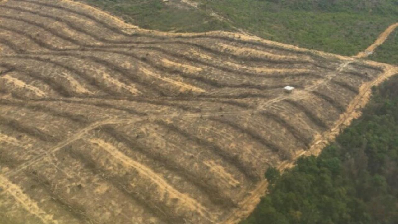 Kaplingan Lahan untuk Sawit Ditemukan Lagi di Taman Nasional Riau