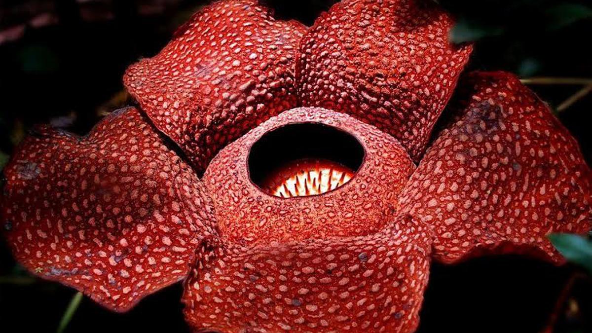 Selain Rafflesia Arnoldii, Ini Bunga-bunga Terbesar di Dunia ...