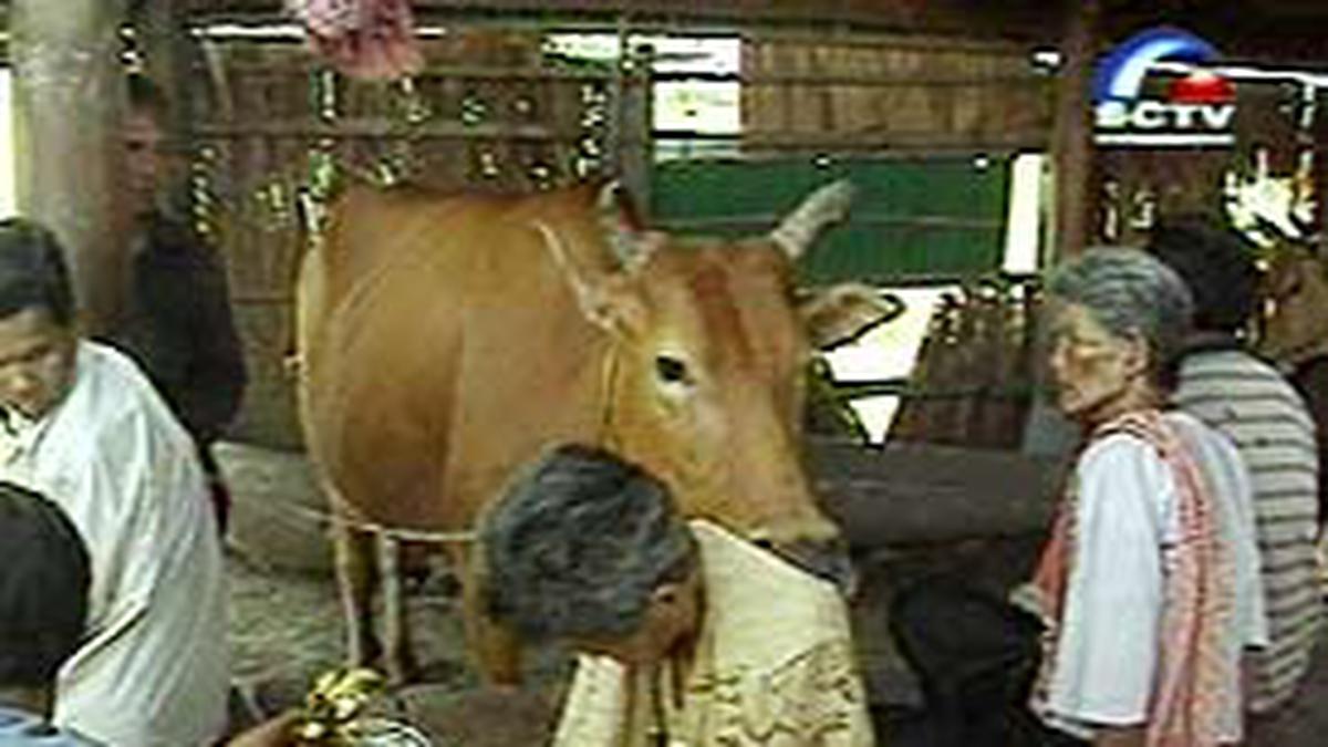 Sapi Sakti dari Kamboja