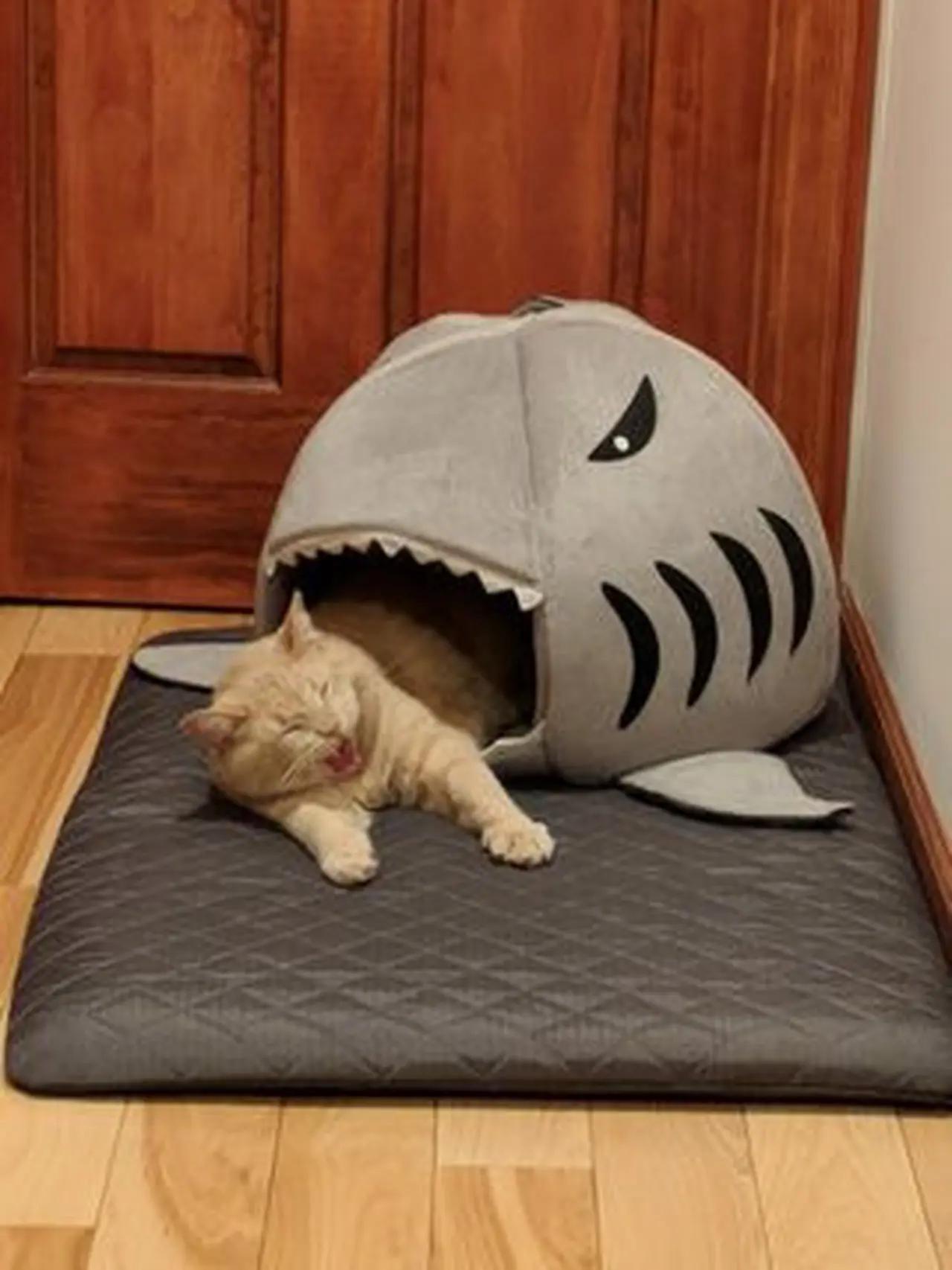 6 Potret Kucing Digigit Boneka Hiu Ini Mendalami Peran, Jago Akting ...