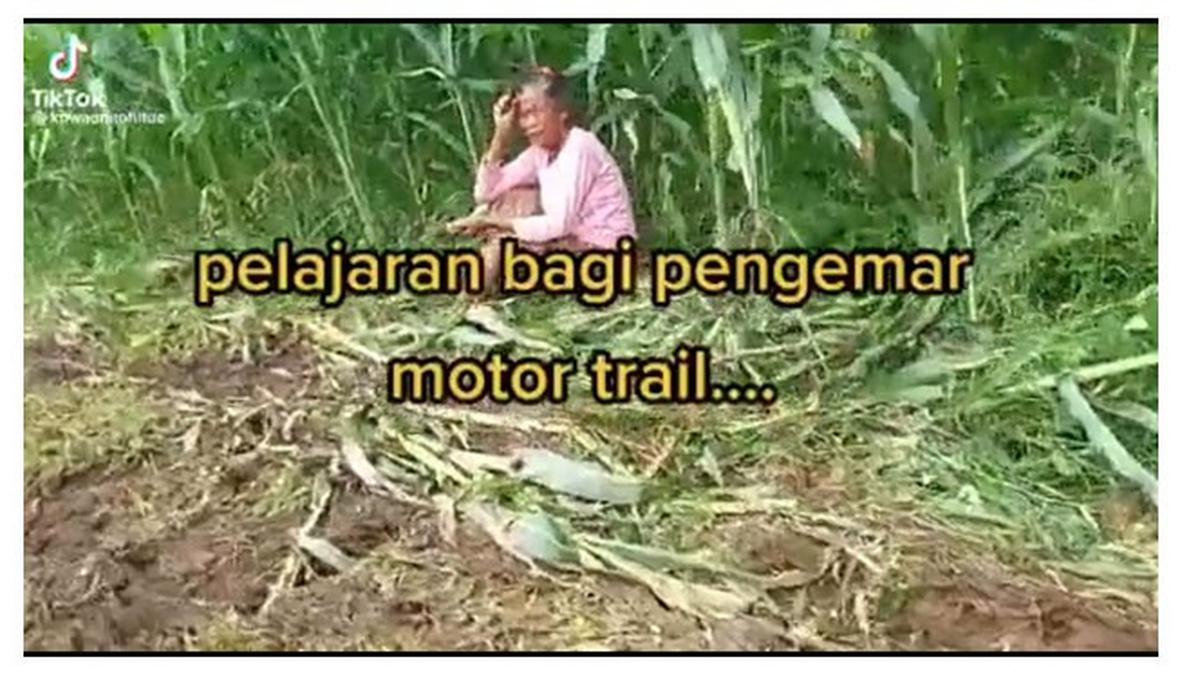Diduga Ulah Pengendara Motor Trail, Nenek Ini Histeris Kebun Jagungnya ...