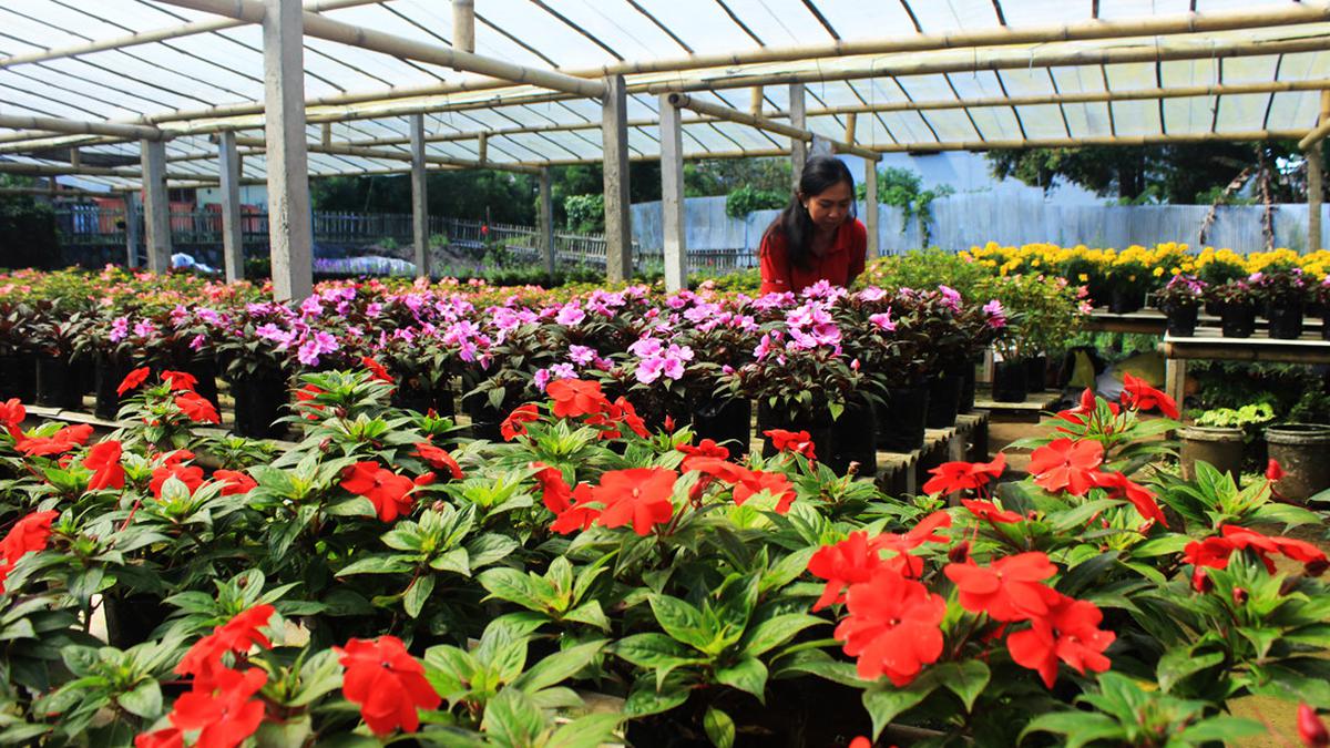 Semerbak Harum Bunga Sambut Pagi di Kota Tomohon - Regional Liputan6.com