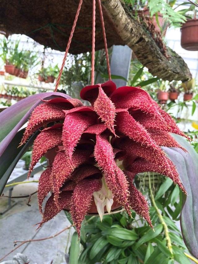 7 Jenis Bunga yang Berbau Busuk, Salah Satunya Jenis Anggrek
