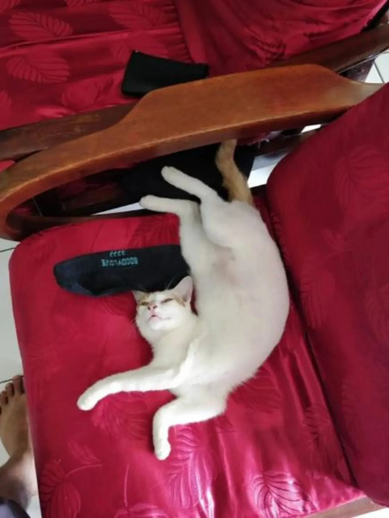 7 Potret Kucing Tidur dengan Pose Super Nyeleneh, Dijamin Bikin Ketawa ...