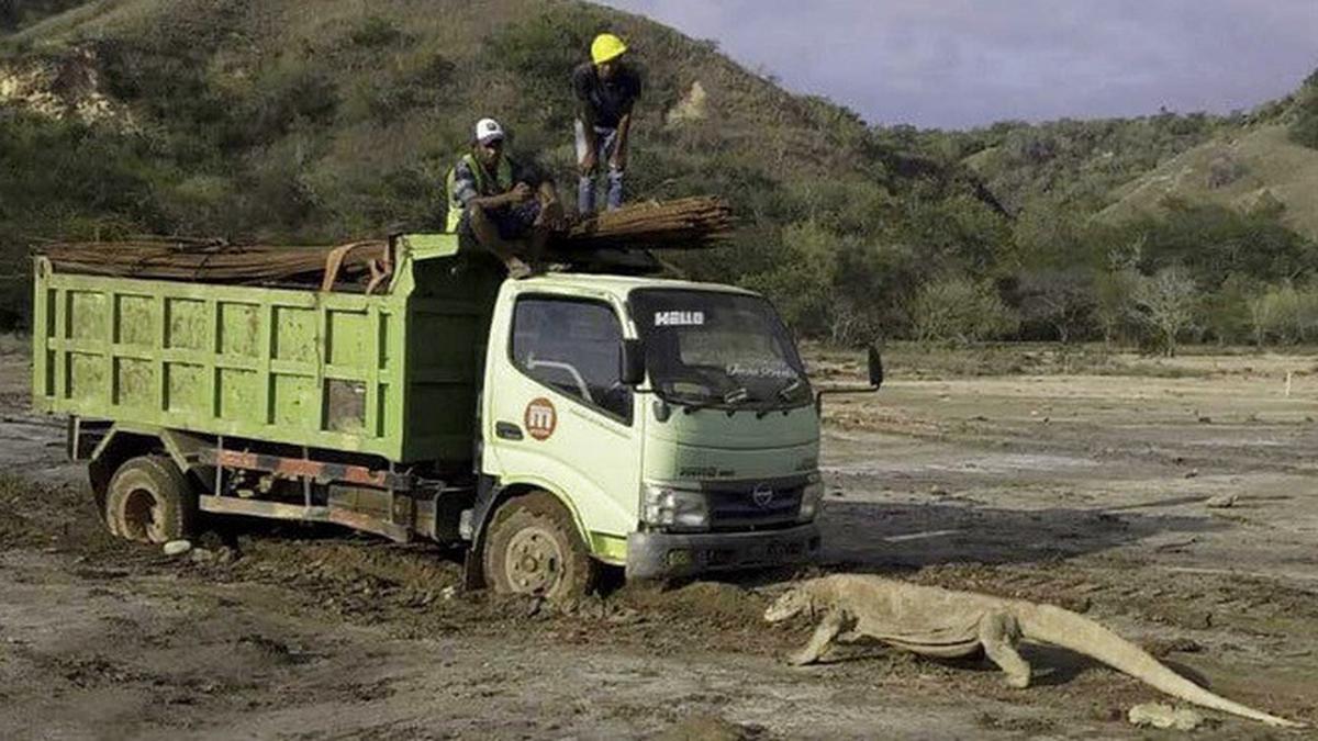 INFOGRAFIS: Komodo dan Proyek Jurassic Park