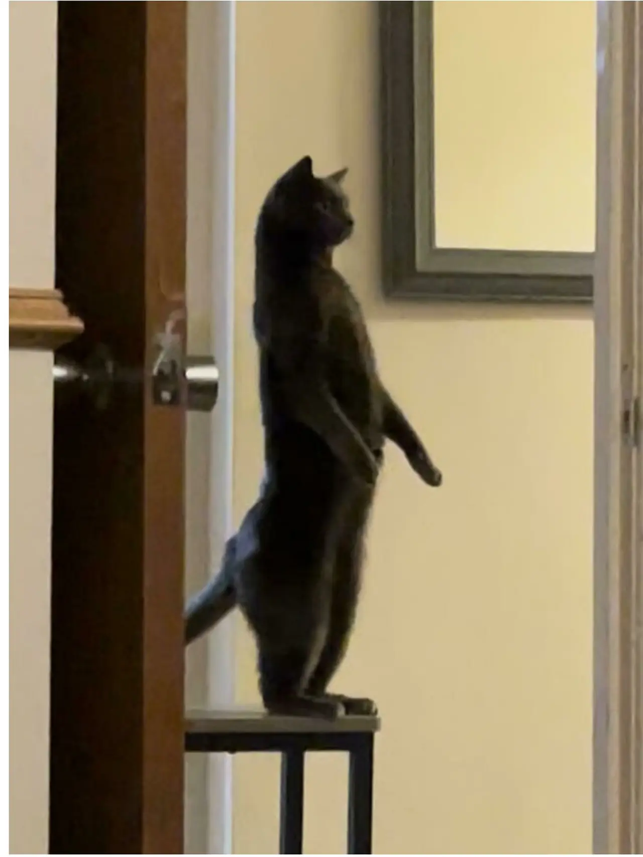 6 Potret Aksi Kucing Berdiri dengan Dua Kaki, Bikin Melongo - Hot ...