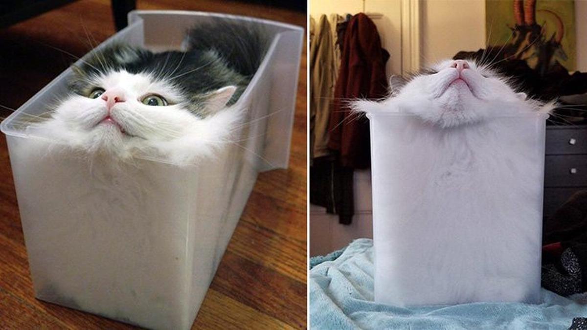 7 Bukti Kucing Tergolong Benda 'Cair' Ini Bikin Geleng-Geleng Kepala