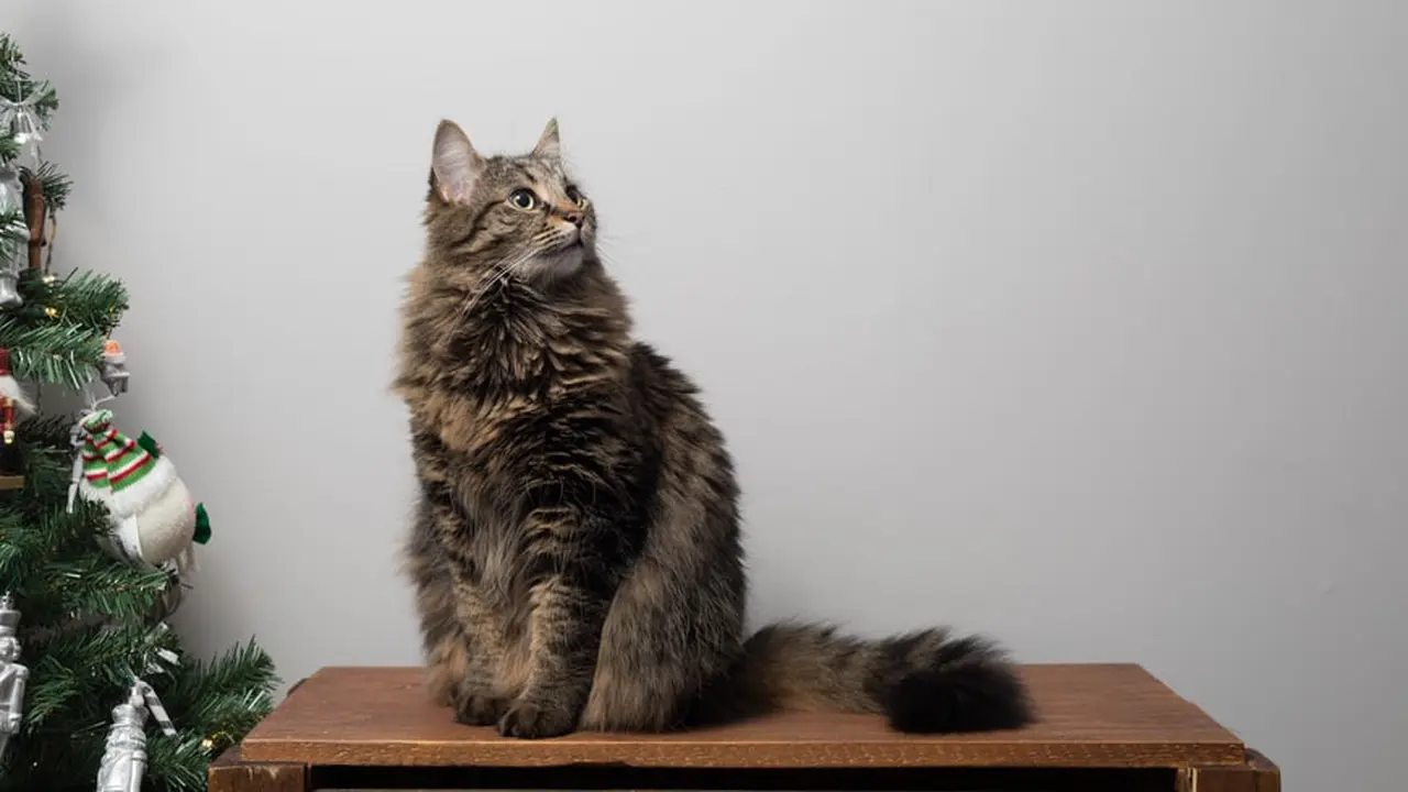 Penyebab Kucing Botak Tiba-tiba dan Cara Mengatasinya - Lifestyle ...