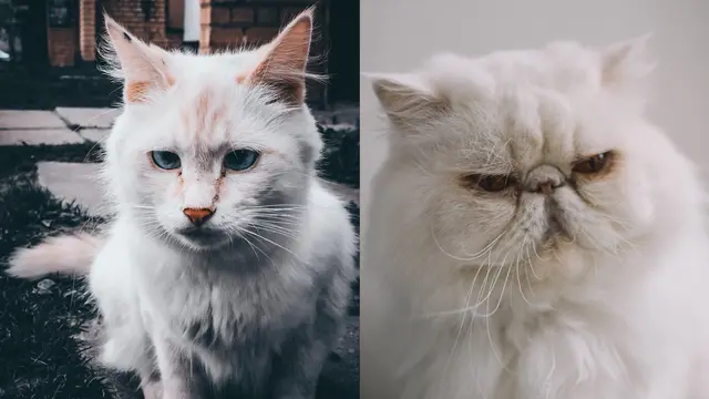 12 Perbedaan Kucing Anggora dan Persia, Bentuk Fisik dan Kepribadiannya ...